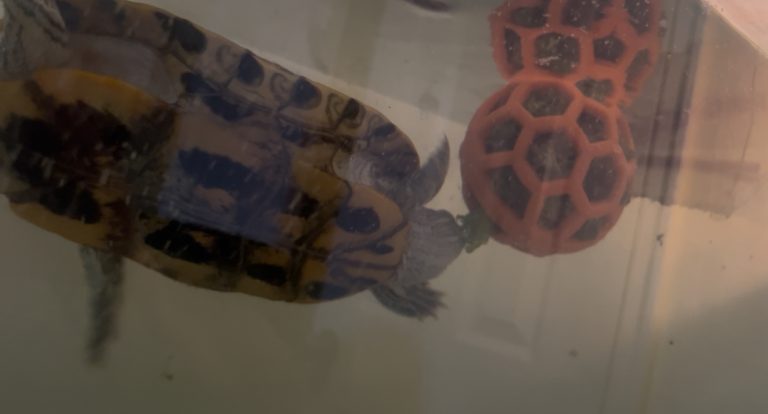 Top Turtle Toys: Reviewing the 5 best toys for turtles - TurtleHolic