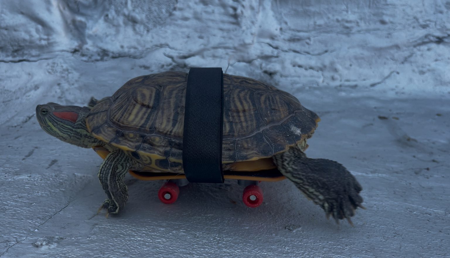 Top Turtle Toys: Reviewing the 5 best toys for turtles - TurtleHolic