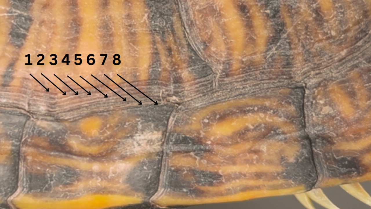 How to Tell the Age of a Red-Eared Slider: Age Chart - TurtleHolic