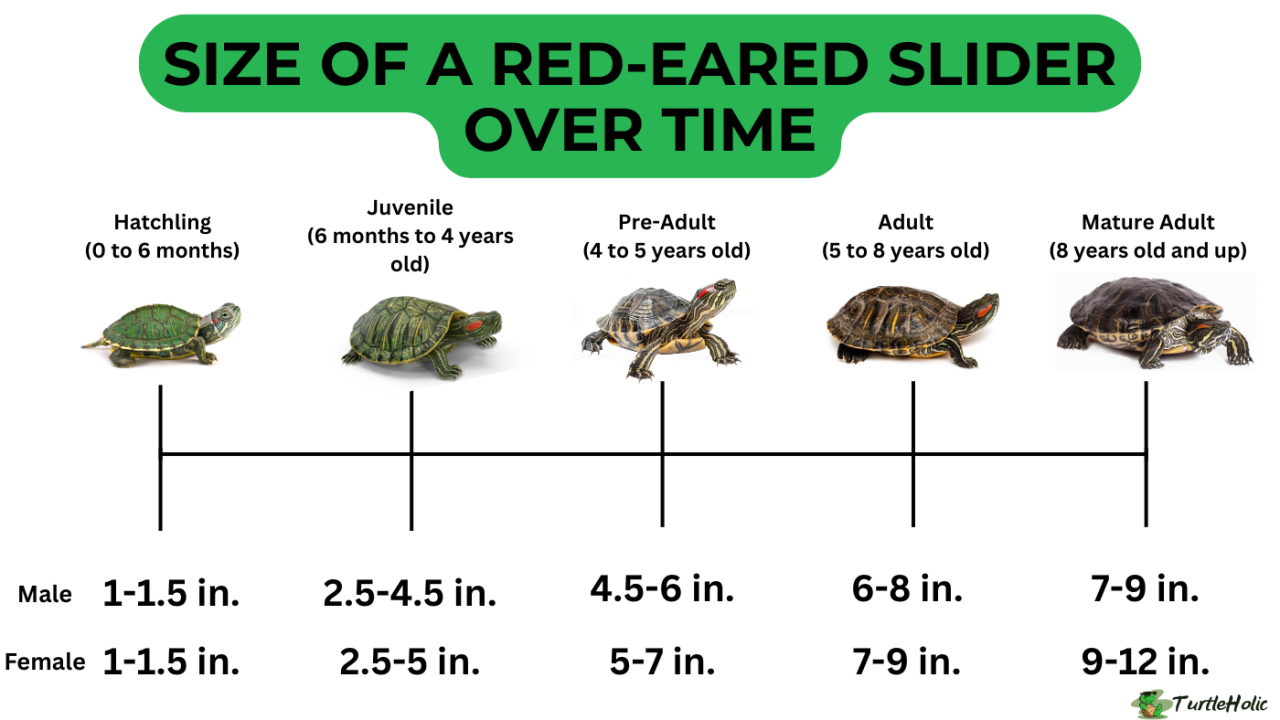 How to Tell the Age of a Red-Eared Slider: Age Chart - TurtleHolic